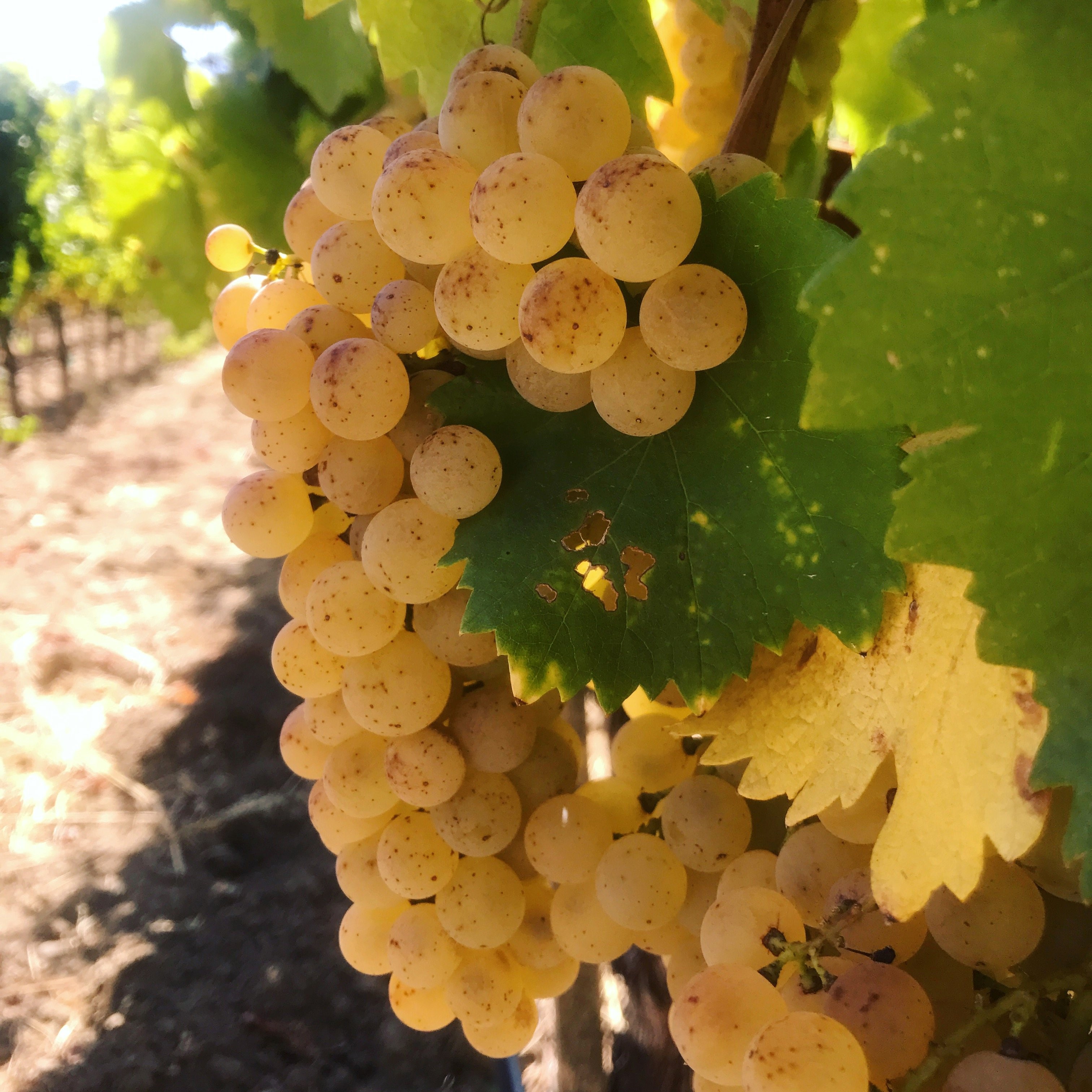 Ryme Cellars Ribolla Gialla: A Taste of Friuli in Napa Valley – The ...