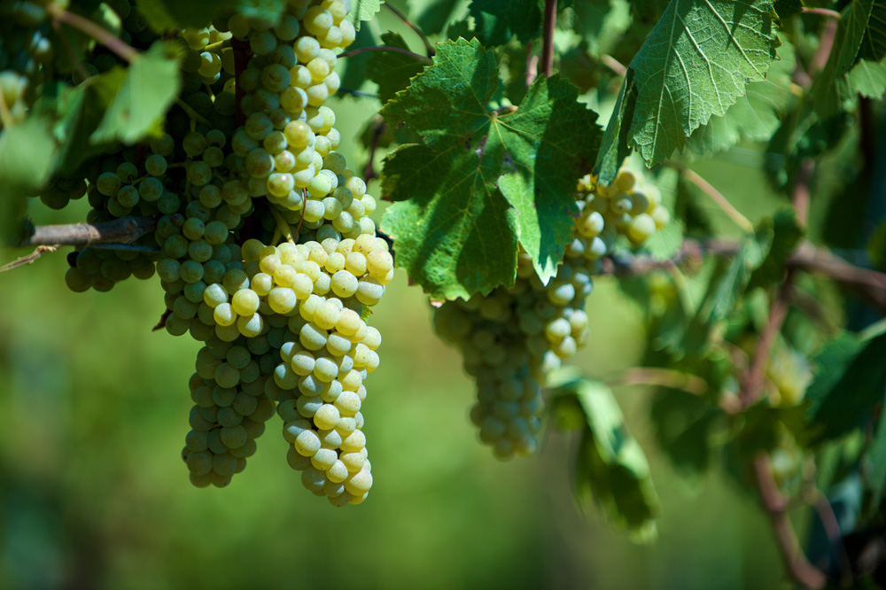 Mastroberardino Greco di Tufo: White Wine from Campania’s Volcanic Arch ...