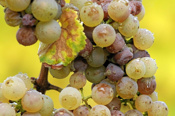 Are Dry Wines the New Sweet Spot for Sauternes? #winophiles – The ...